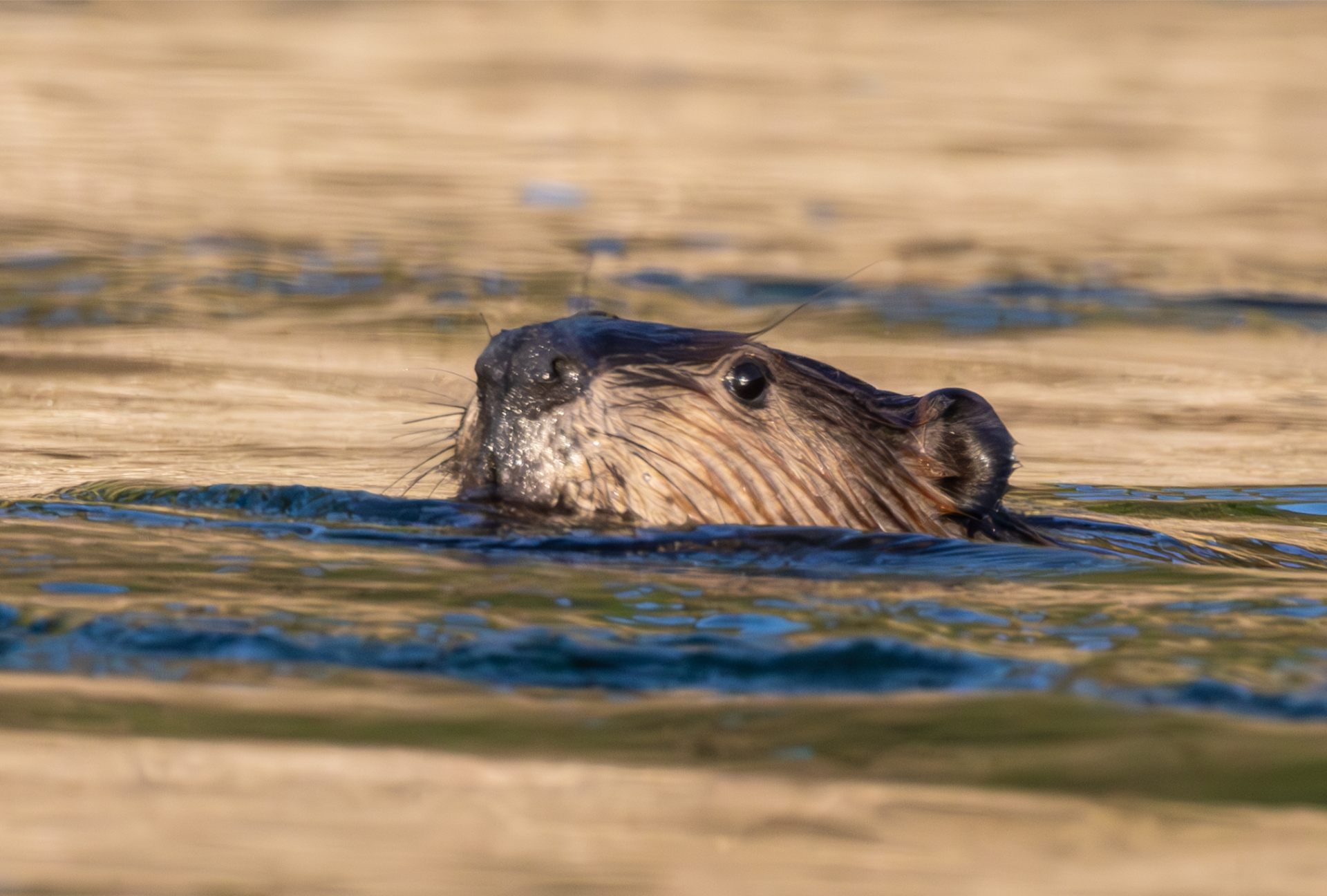 American Beaver on the South Fork – Free Range Photography