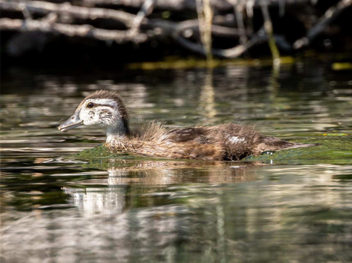 Duckling Update – Free Range Photography