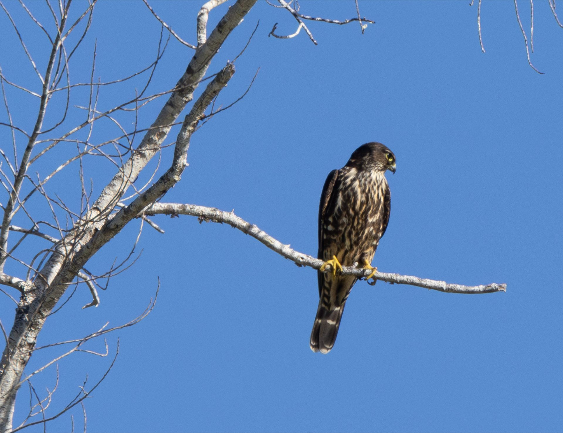 Tiny Hunters – Free Range Photography