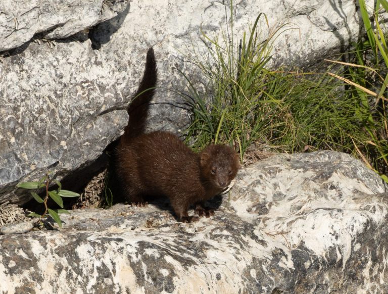 Free Range Photography – PhotoBlog by Ann Constantino