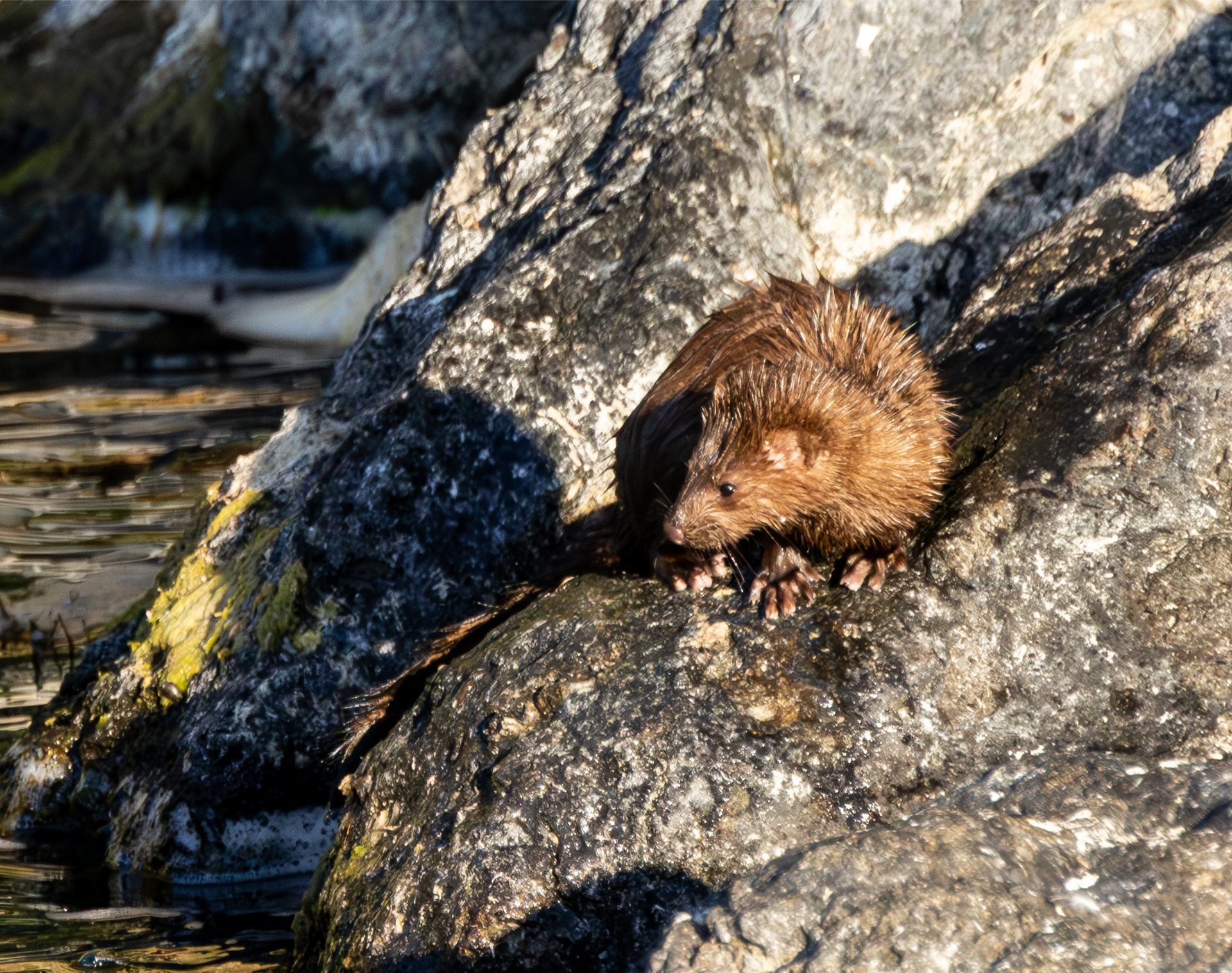 Glimpses of American Mink – Free Range Photography