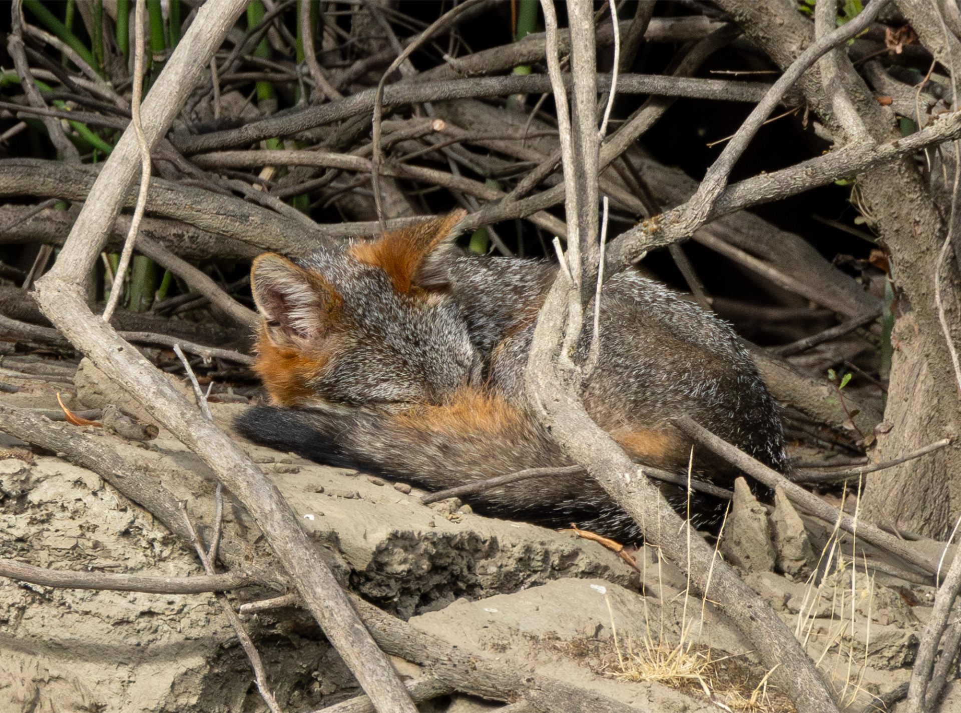 Free Range Photography – PhotoBlog by Ann Constantino