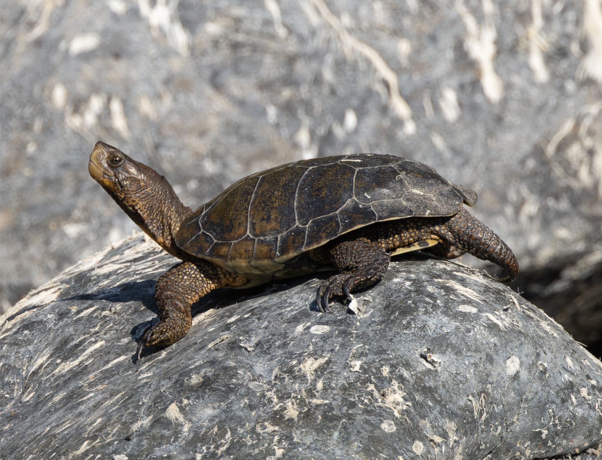 Free Range Photography – PhotoBlog by Ann Constantino