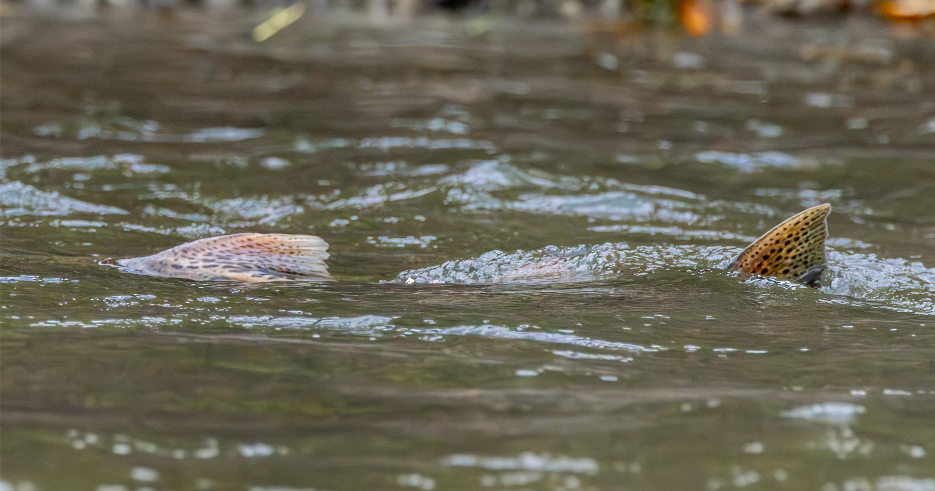Salmon Season – Free Range Photography