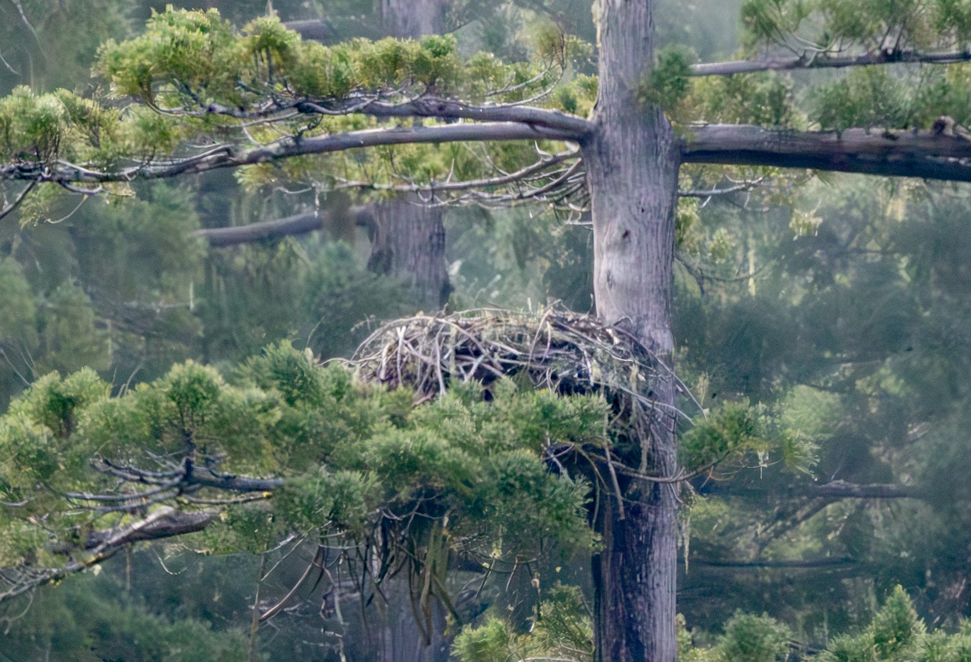Eagle Nest Update July 14, 2025 – Free Range Photography
