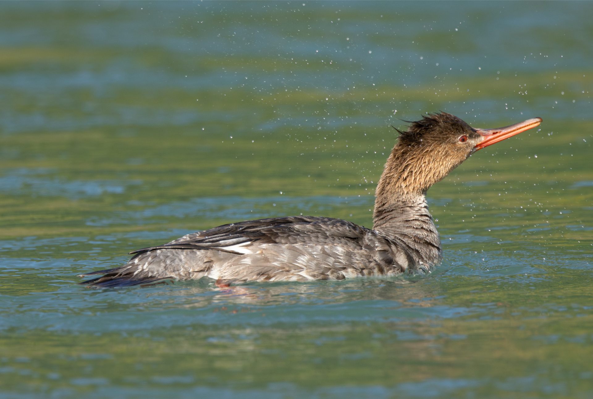 Free Range Photography – PhotoBlog by Ann Constantino