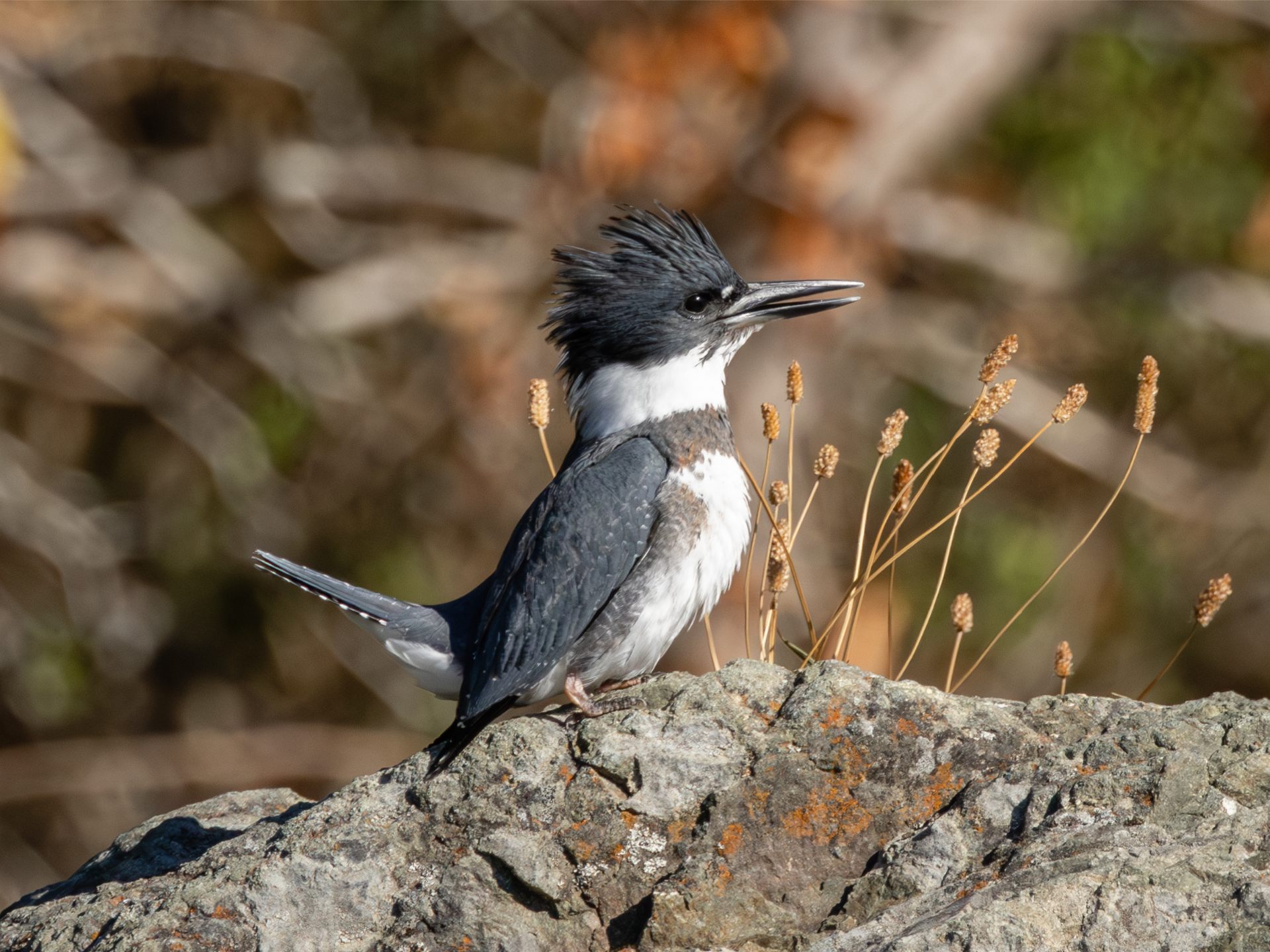 Free Range Photography – PhotoBlog by Ann Constantino